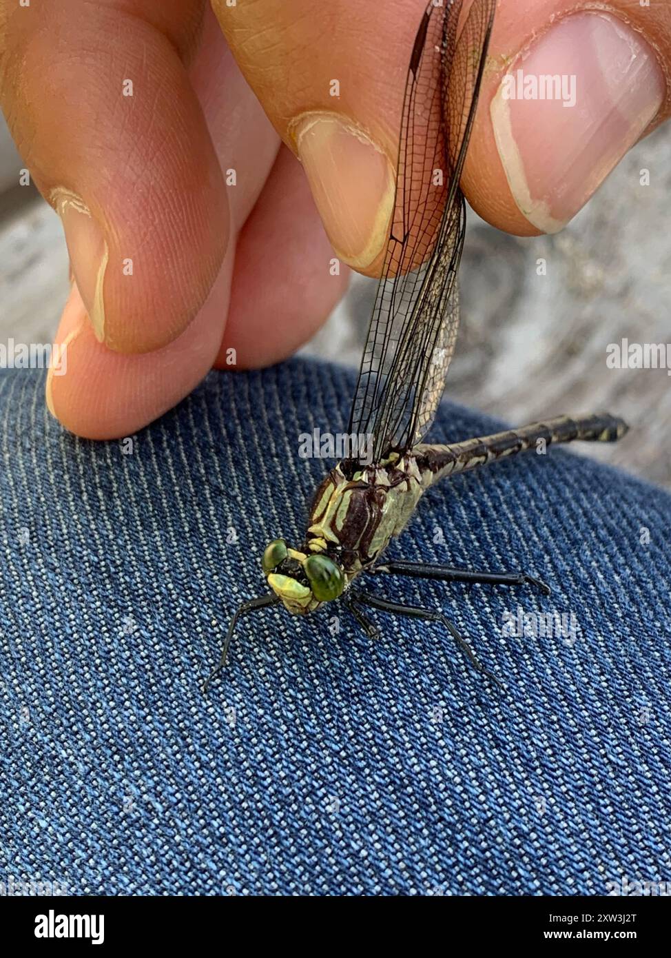 Black-shouldered Spinyleg (Dromogomphus spinosus) Insecta Stock Photo ...