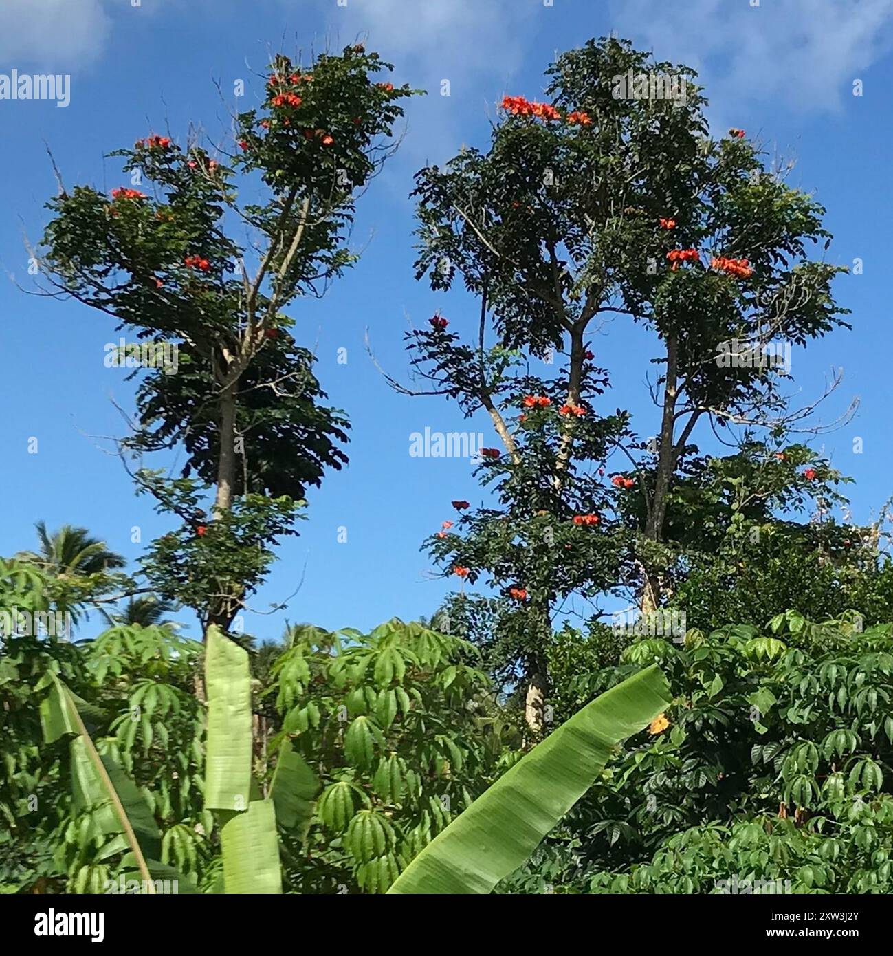 African tulip tree (Spathodea campanulata) Plantae Stock Photo - Alamy