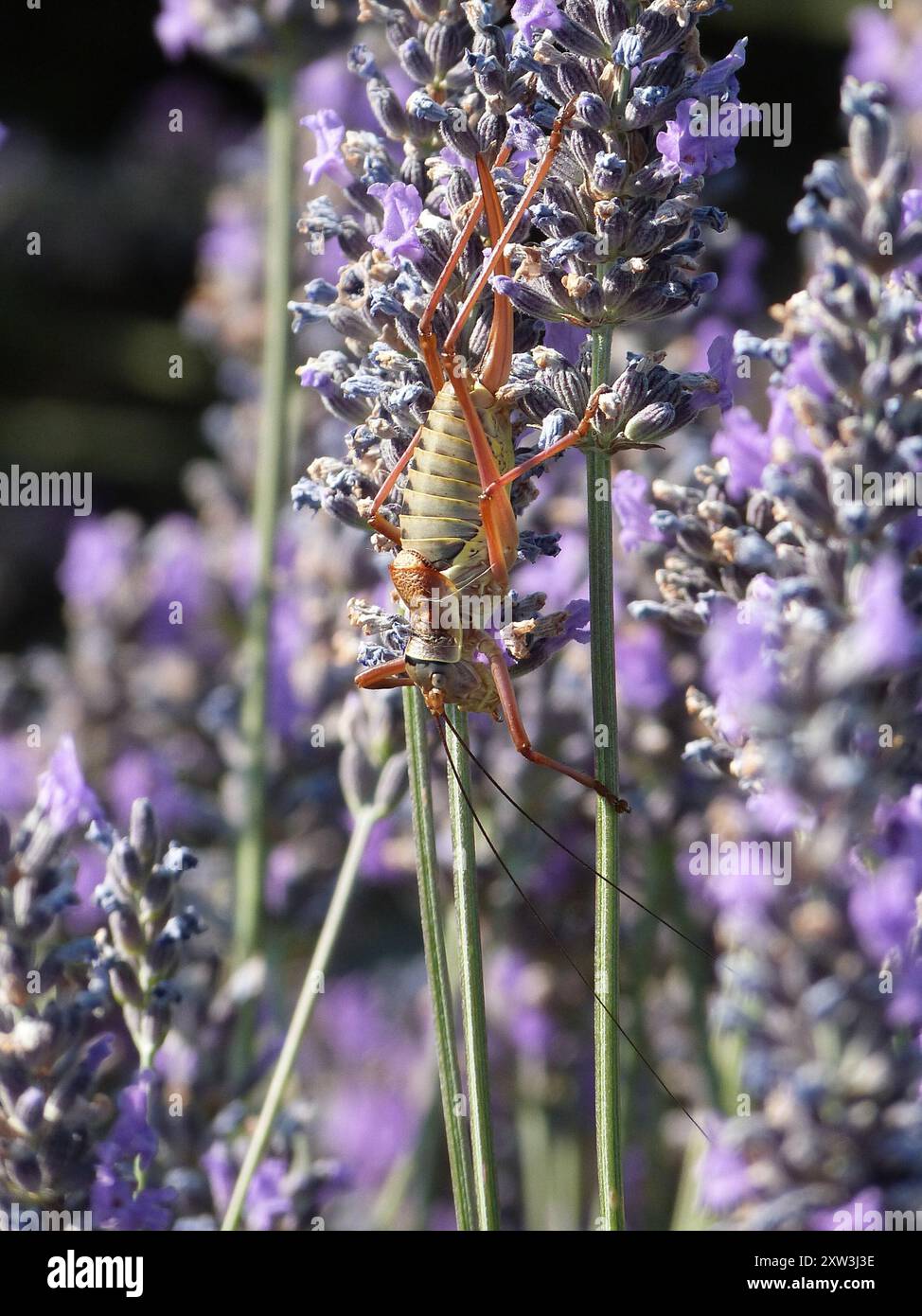 Western Saddle Bush-cricket (Ephippiger diurnus) Insecta Stock Photo ...