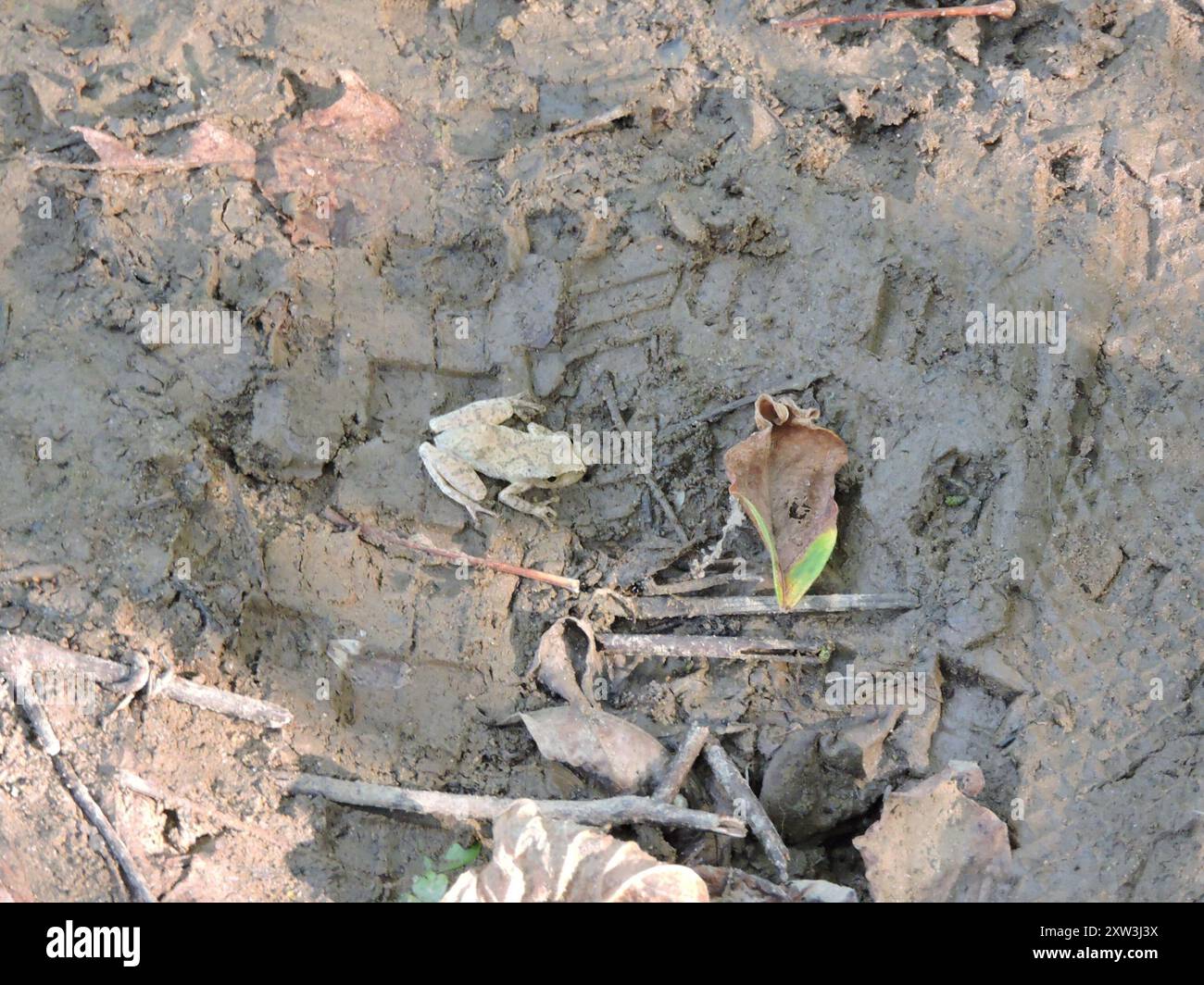 Spring Peeper (Pseudacris crucifer) Amphibia Stock Photo - Alamy
