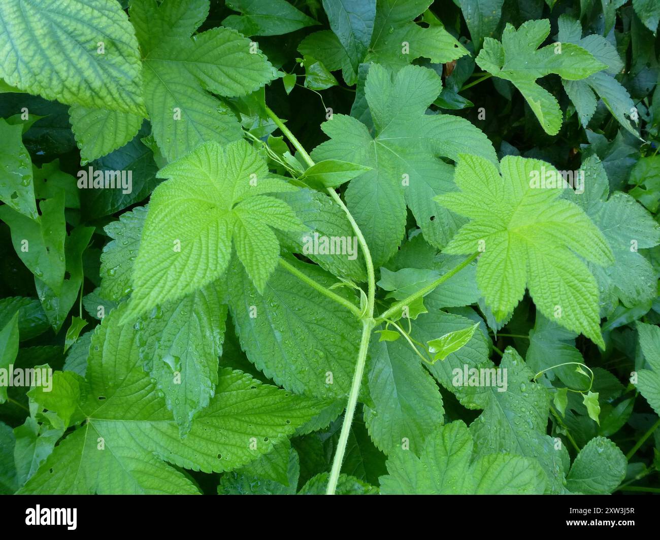 Japanese Hops (Humulus scandens) Plantae Stock Photo - Alamy