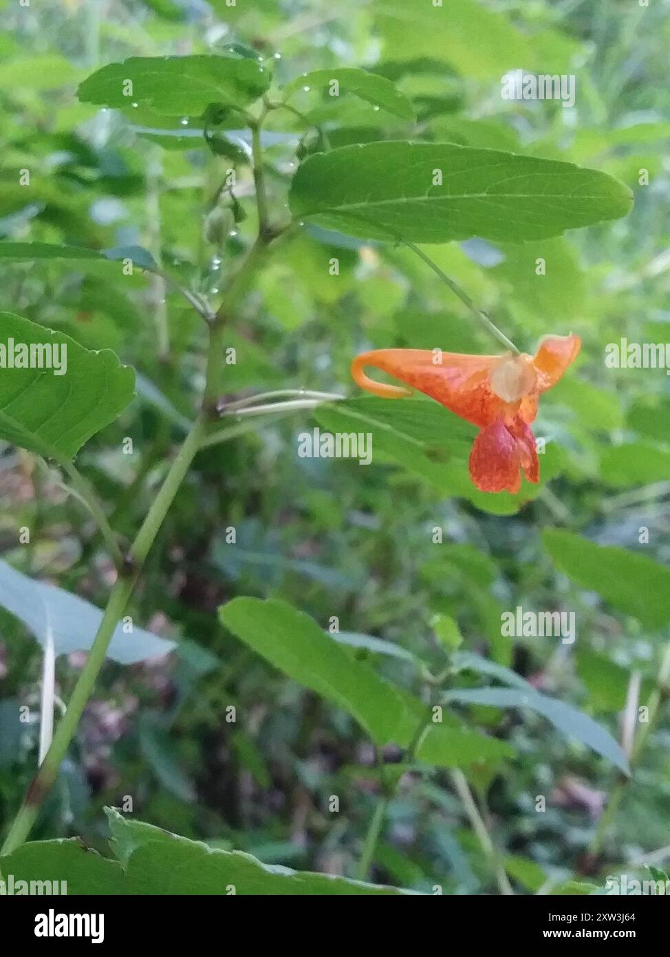 common jewelweed (Impatiens capensis) Plantae Stock Photo - Alamy