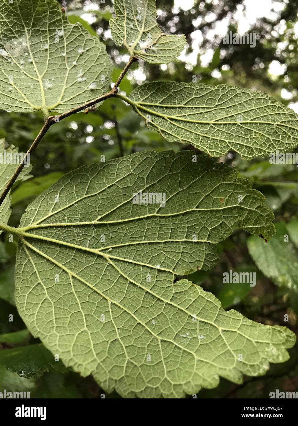 netleaf hackberry (Celtis reticulata) Plantae Stock Photo - Alamy