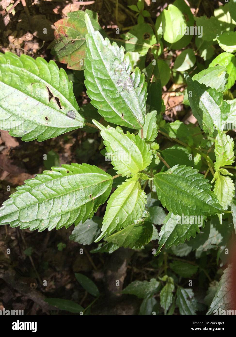 Canada clearweed (Pilea pumila) Plantae Stock Photo - Alamy