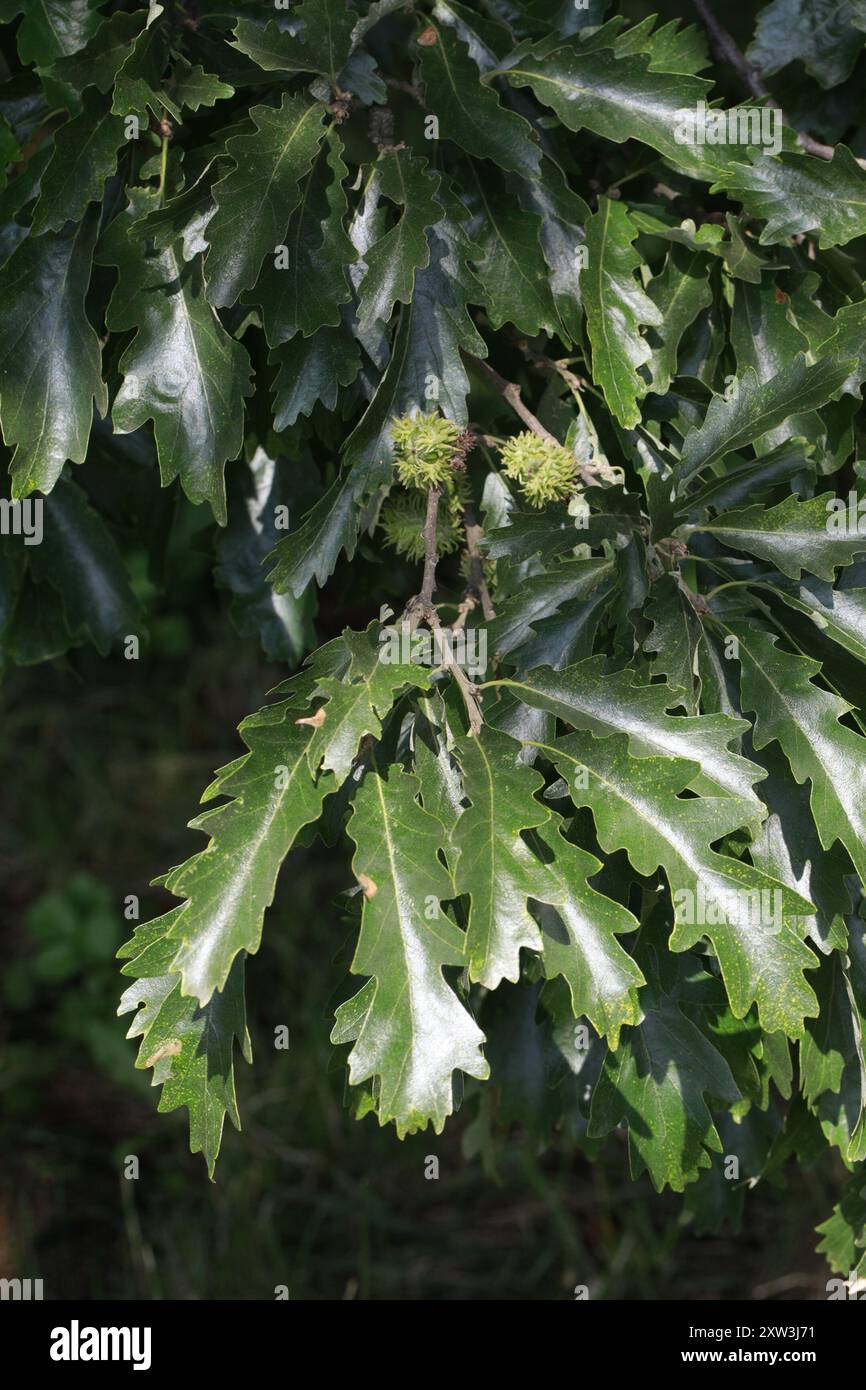 Turkey Oak (Quercus cerris) Plantae Stock Photo - Alamy