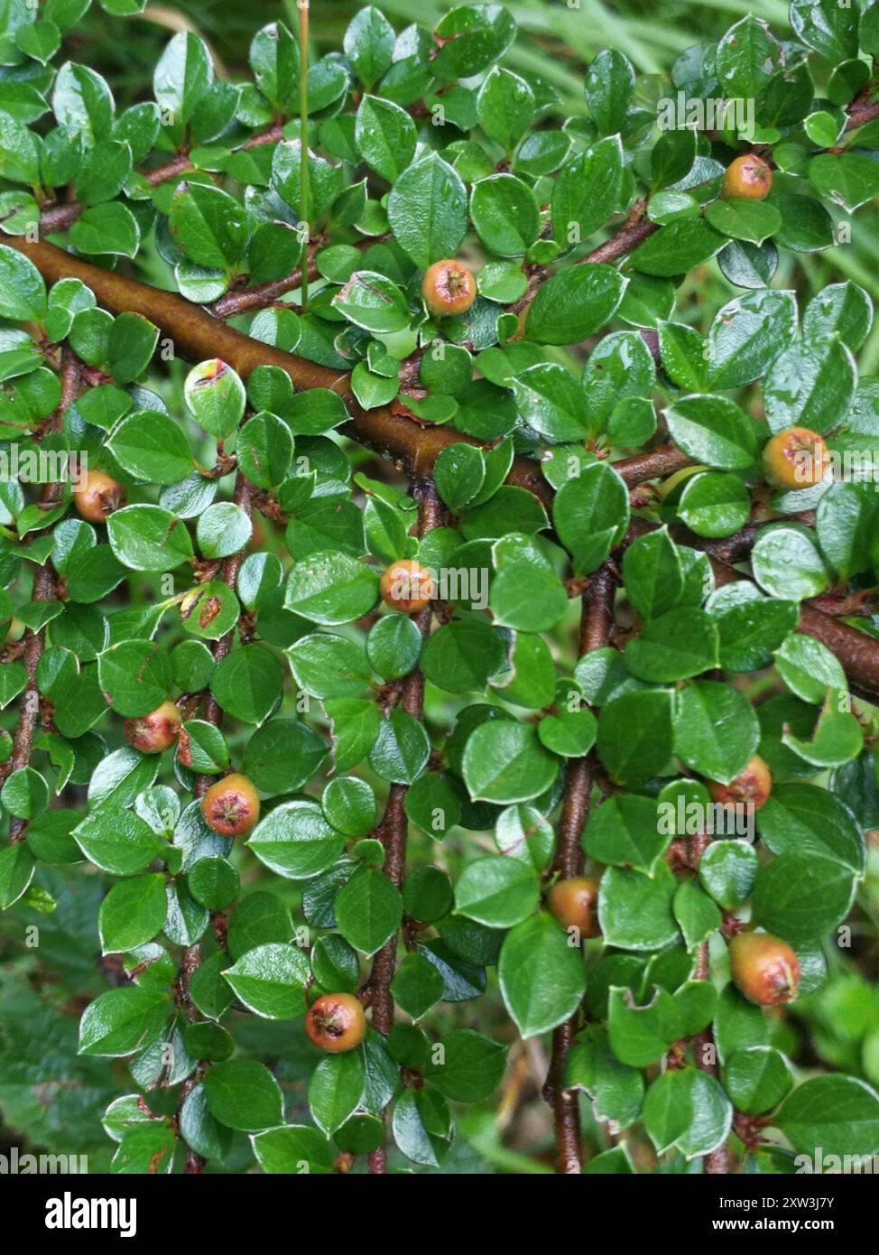 Cotoneasters (Cotoneaster) Plantae Stock Photo - Alamy
