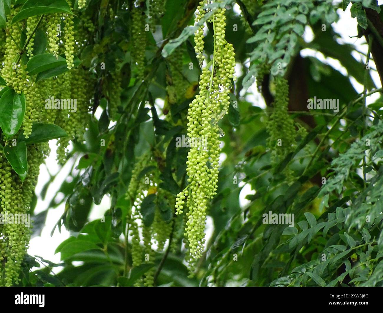 Fiveleaf Yam (Dioscorea pentaphylla) Plantae Stock Photo - Alamy