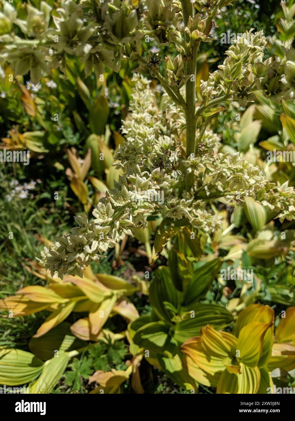 Corn Lily (Veratrum californicum) Plantae Stock Photo - Alamy