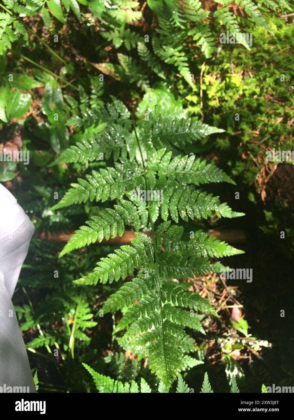 spinulose wood fern (Dryopteris carthusiana) Plantae Stock Photo - Alamy
