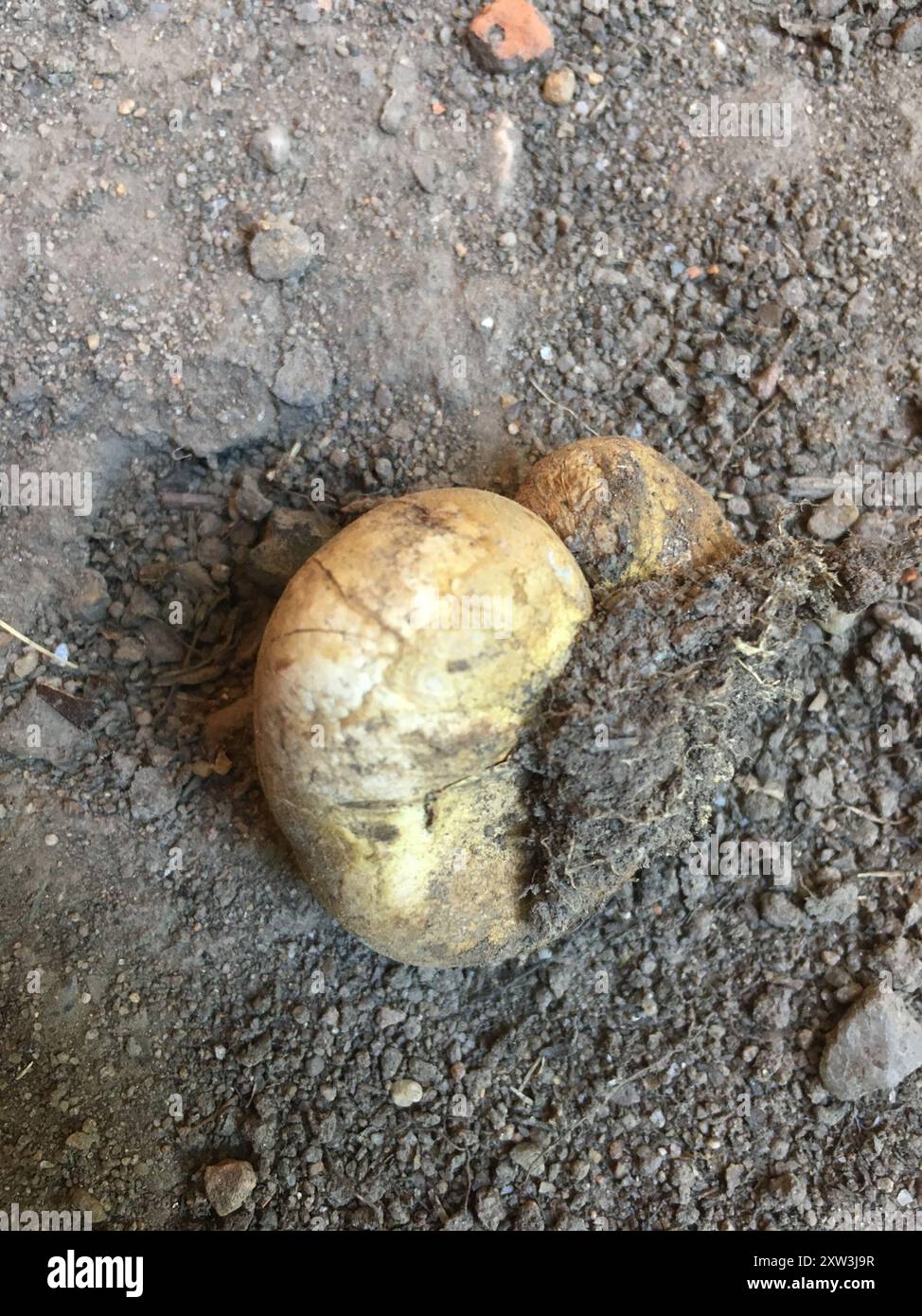 Pisolithus arhizus hi-res stock photography and images - Alamy