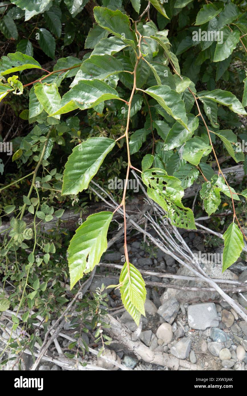 white alder (Alnus rhombifolia) Plantae Stock Photo - Alamy