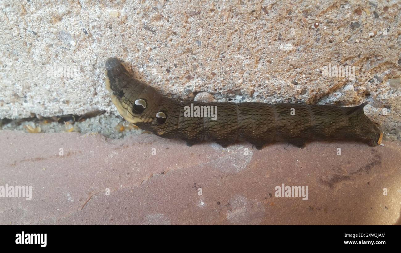 Elephant Hawkmoth (Deilephila elpenor) Insecta Stock Photo - Alamy