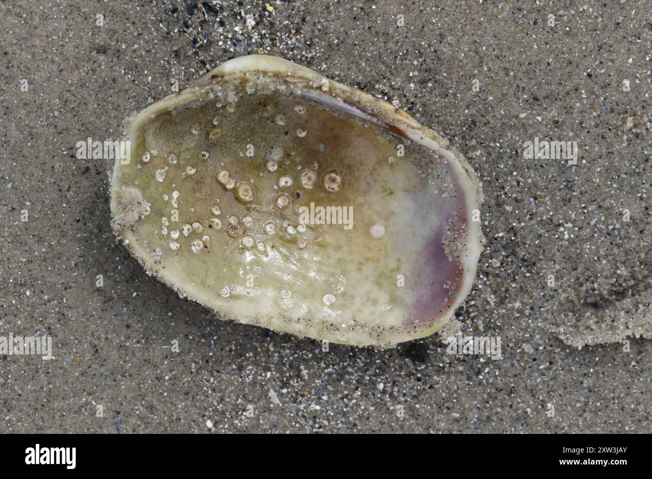 Ruditapes decussatus hi-res stock photography and images - Alamy