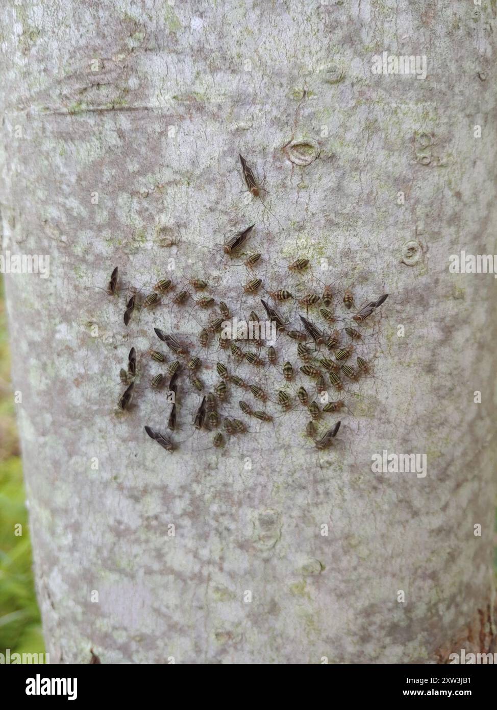 Tree Cattle (Cerastipsocus venosus) Insecta Stock Photo - Alamy