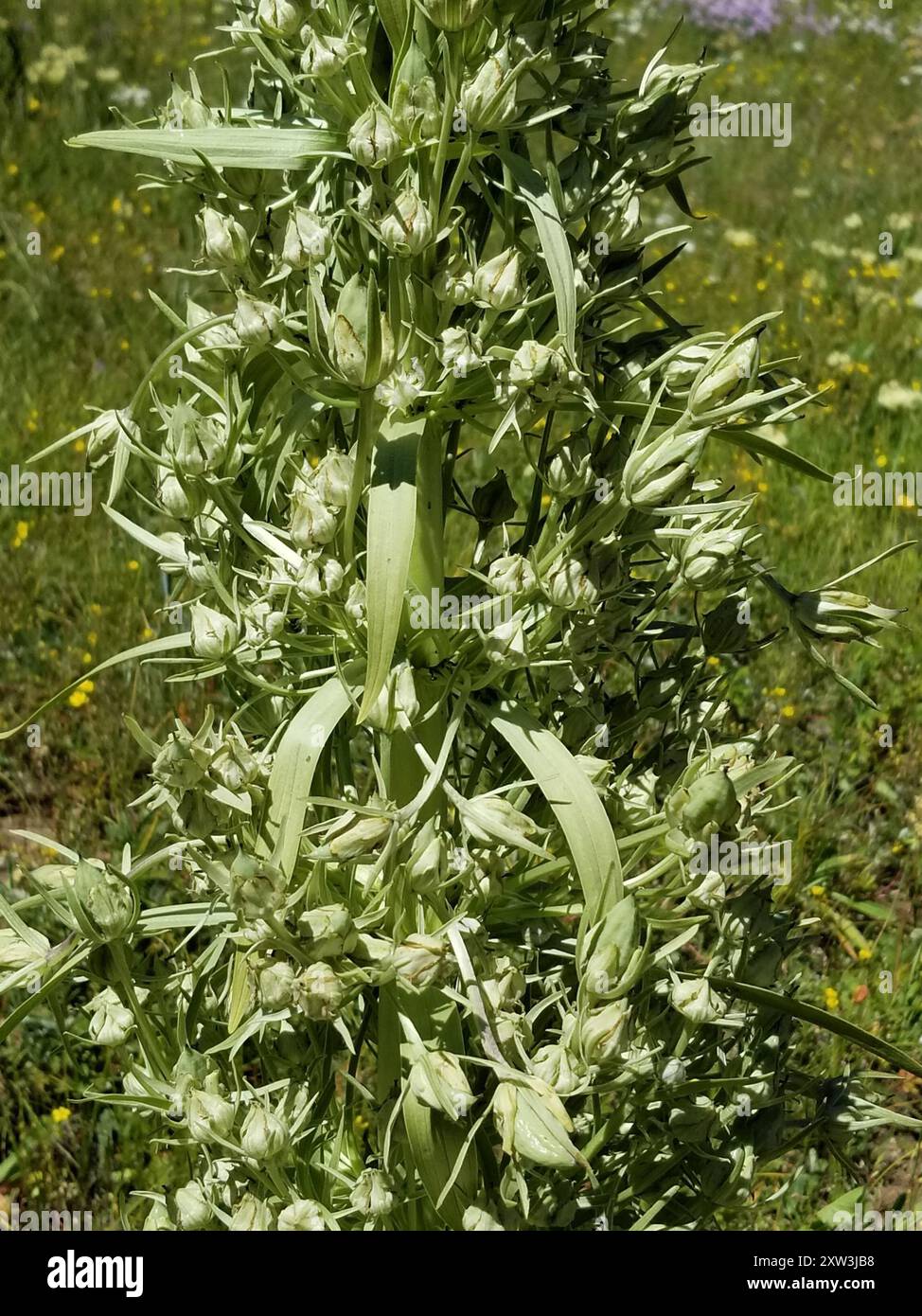 monument plant (Frasera speciosa) Plantae Stock Photo - Alamy