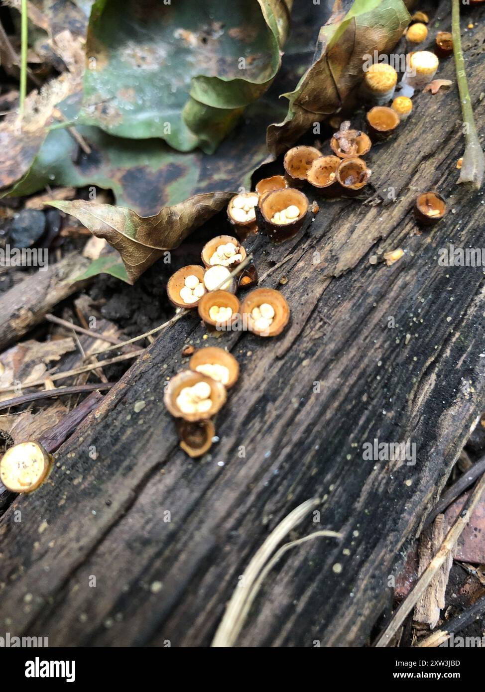 common bird's nest fungus (Crucibulum laeve) Fungi Stock Photo - Alamy