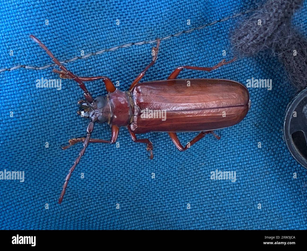 Orthosoma brunneum hi-res stock photography and images - Alamy