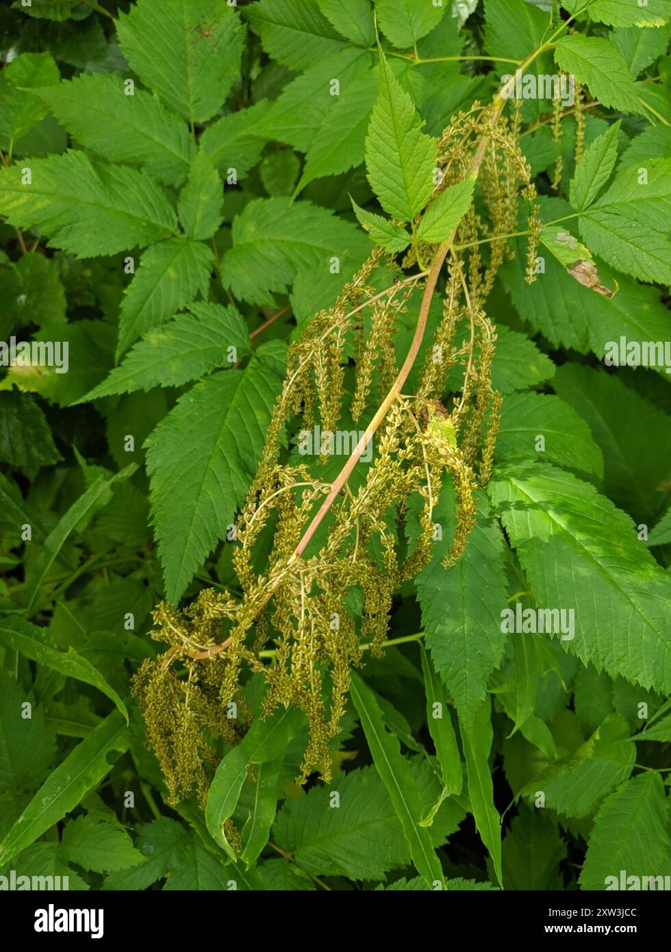 Goatsbeard (Aruncus dioicus) Plantae Stock Photo - Alamy