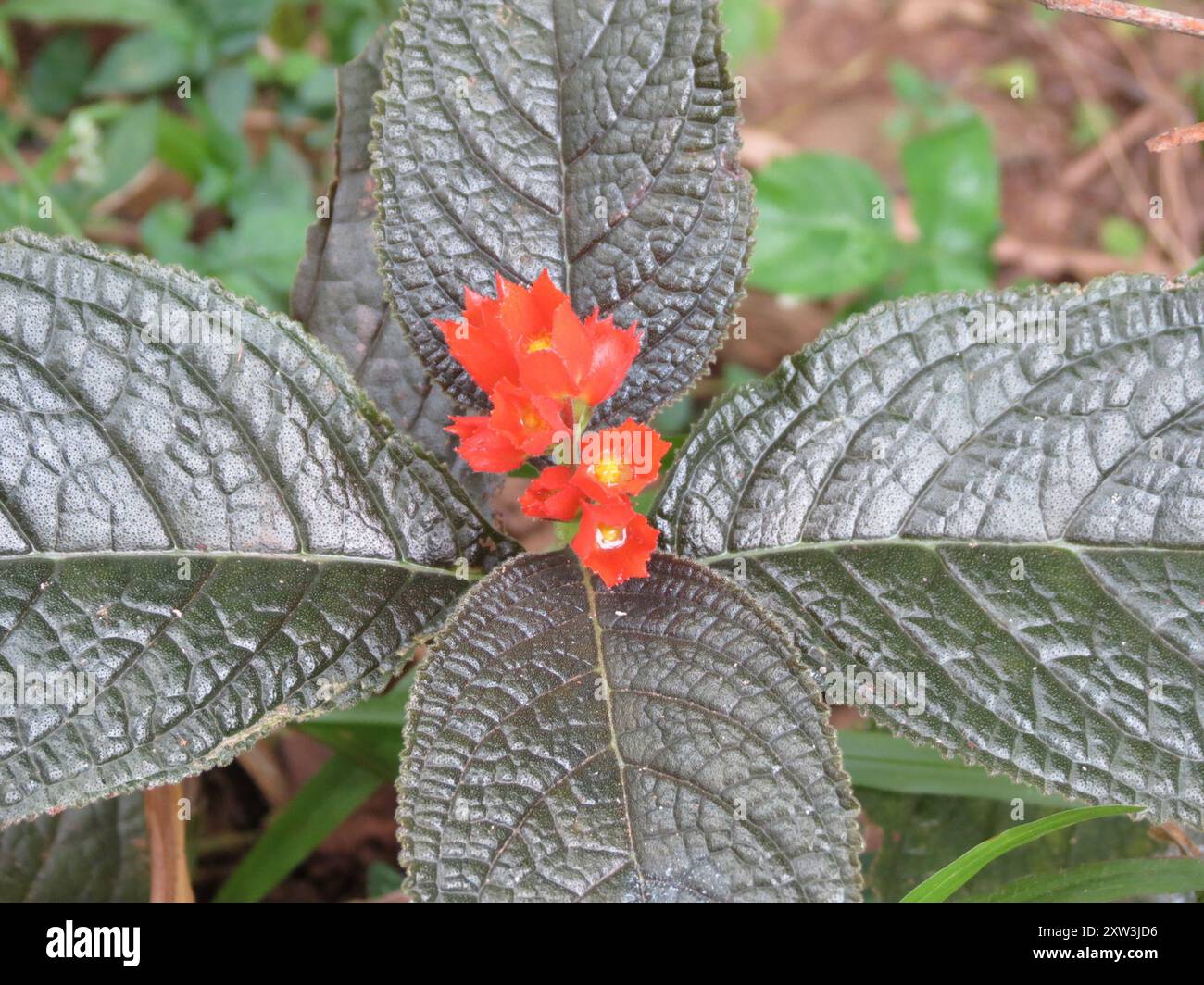 Sunset Bells (Chrysothemis pulchella) Plantae Stock Photo - Alamy