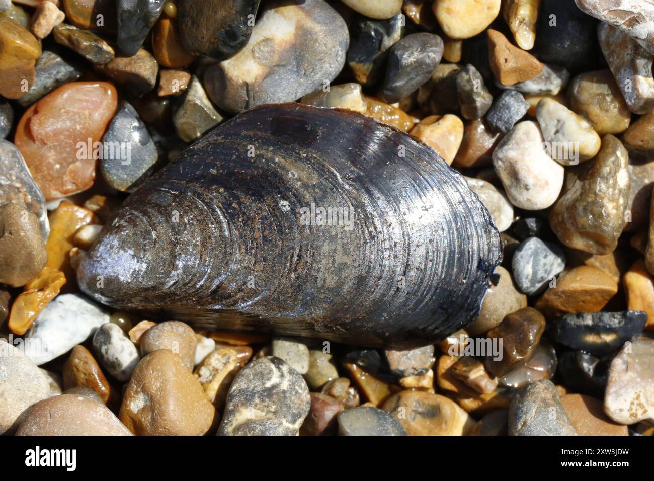 Blue Mussel (Mytilus edulis) Mollusca Stock Photo - Alamy