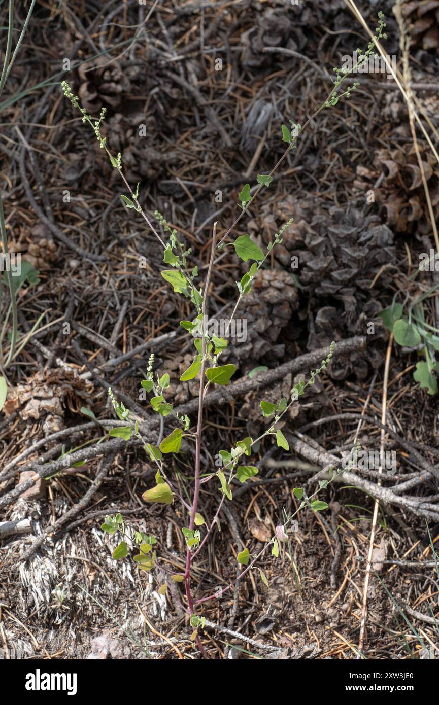 Goosefoots (Chenopodium) Plantae Stock Photo - Alamy