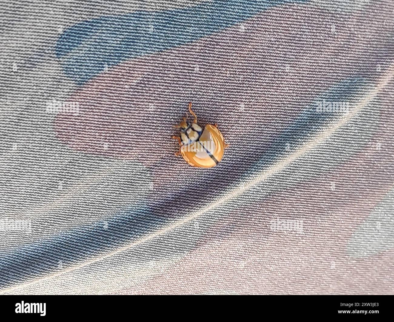 Tortoise-shelled Ladybird (Harmonia testudinaria) Insecta Stock Photo ...