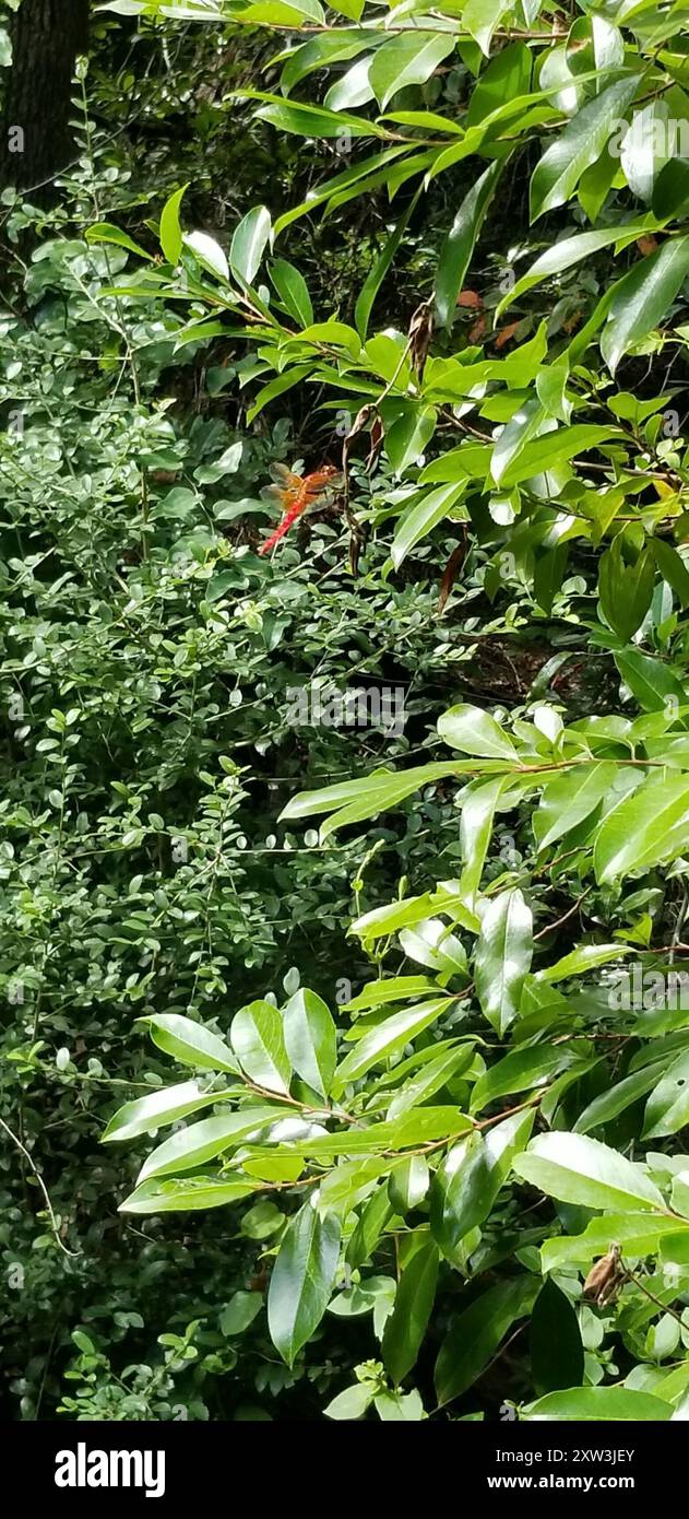 Neon Skimmer (Libellula croceipennis) Insecta Stock Photo - Alamy