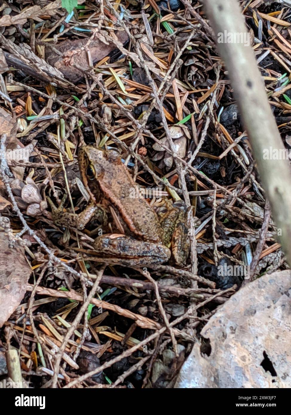 Northern Red-legged Frog (Rana aurora) Amphibia Stock Photo - Alamy