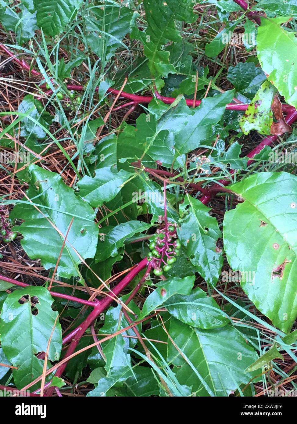 Common American Pokeweed (Phytolacca americana americana) Plantae Stock ...