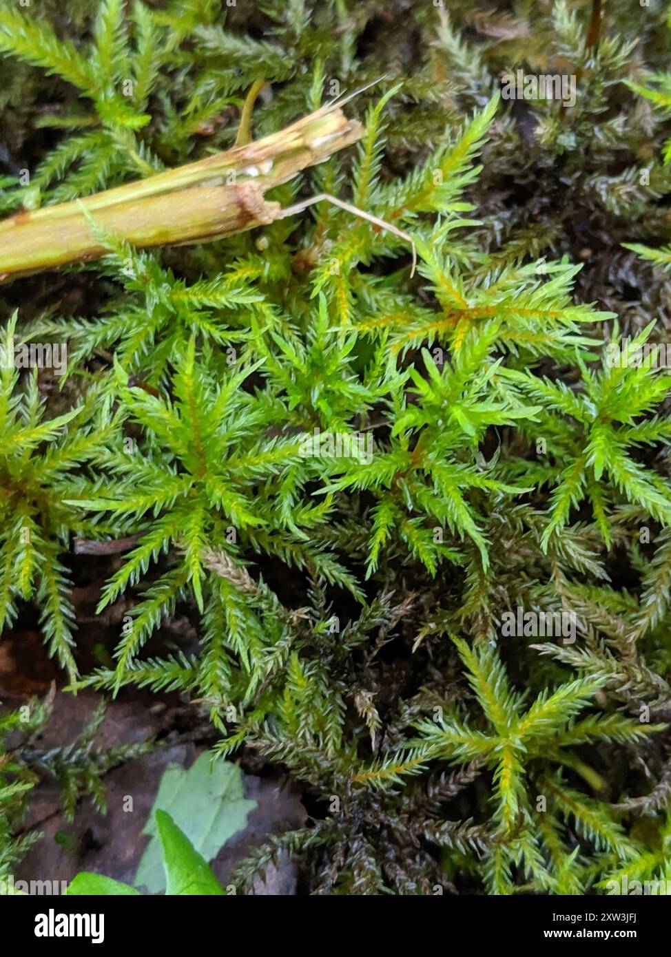 Tree Climacium Moss (Climacium dendroides) Plantae Stock Photo - Alamy
