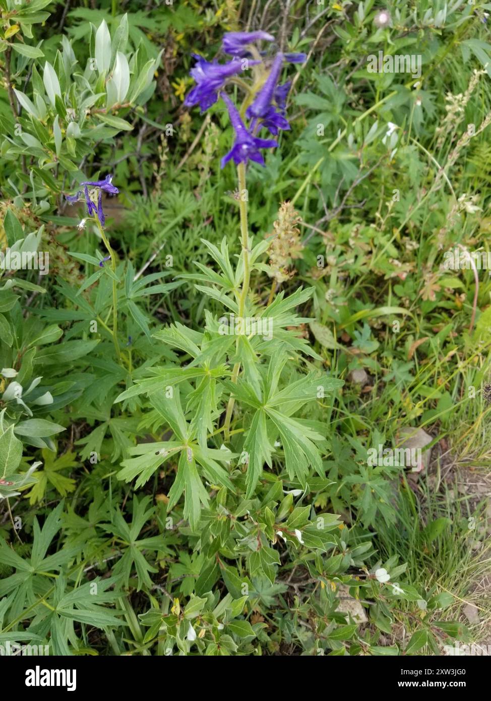 Subalpine Larkspur (Delphinium barbeyi) Plantae Stock Photo - Alamy