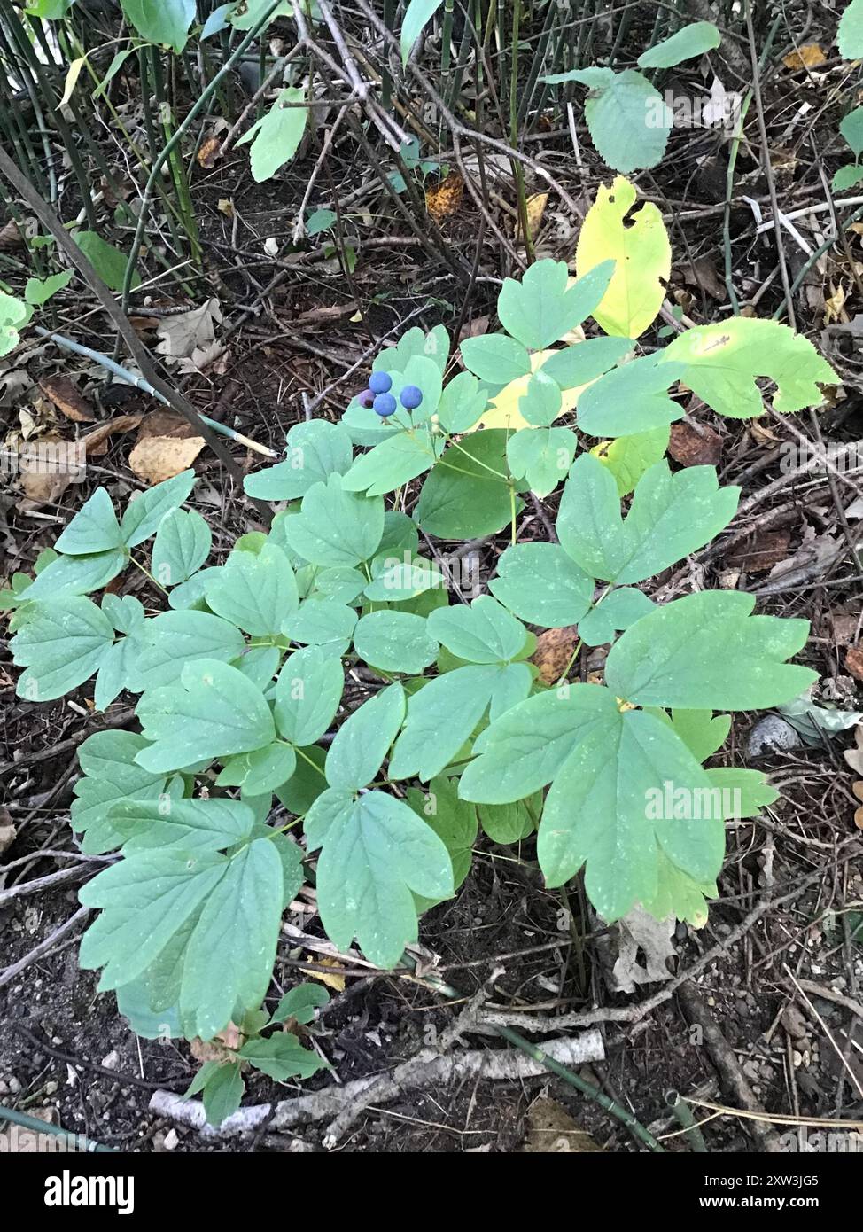 blue cohosh (Caulophyllum thalictroides) Plantae Stock Photo - Alamy