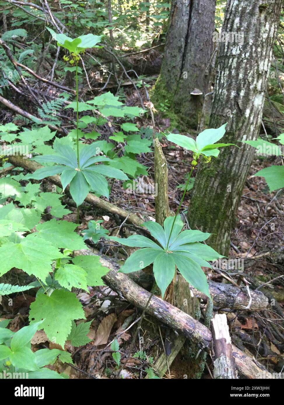 Cucumber Root (Medeola virginiana) Plantae Stock Photo - Alamy
