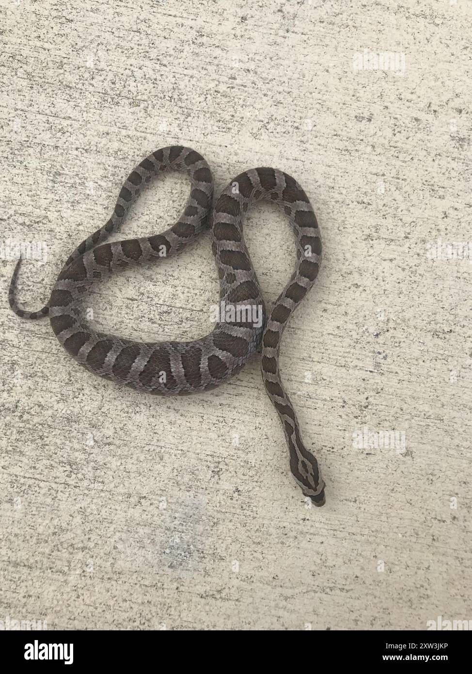 Great Plains Ratsnake (Pantherophis emoryi) Reptilia Stock Photo - Alamy