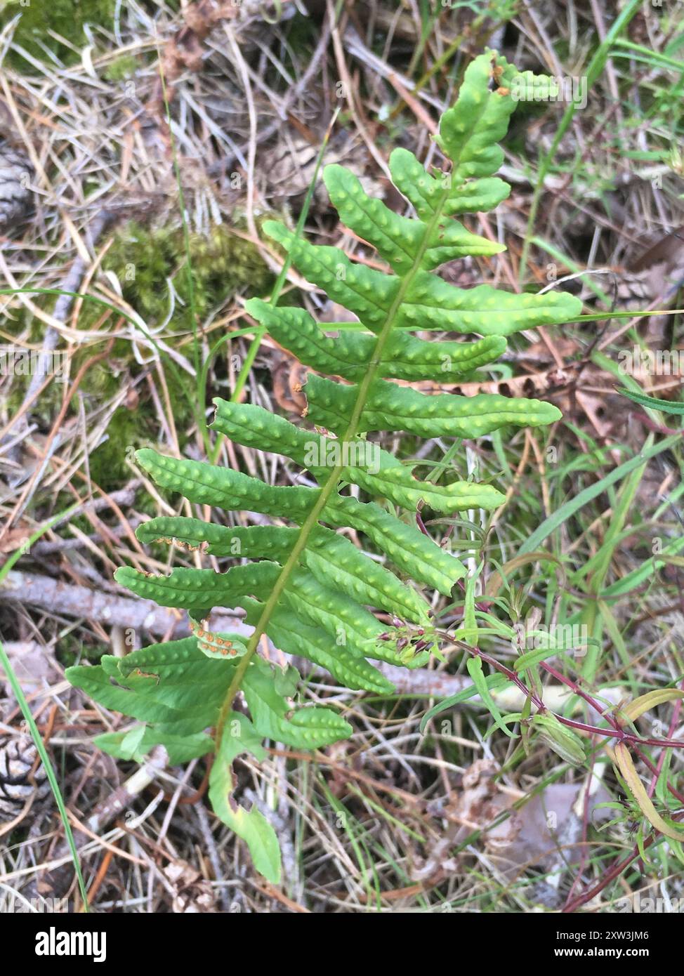 common polypody (Polypodium vulgare) Plantae Stock Photo - Alamy