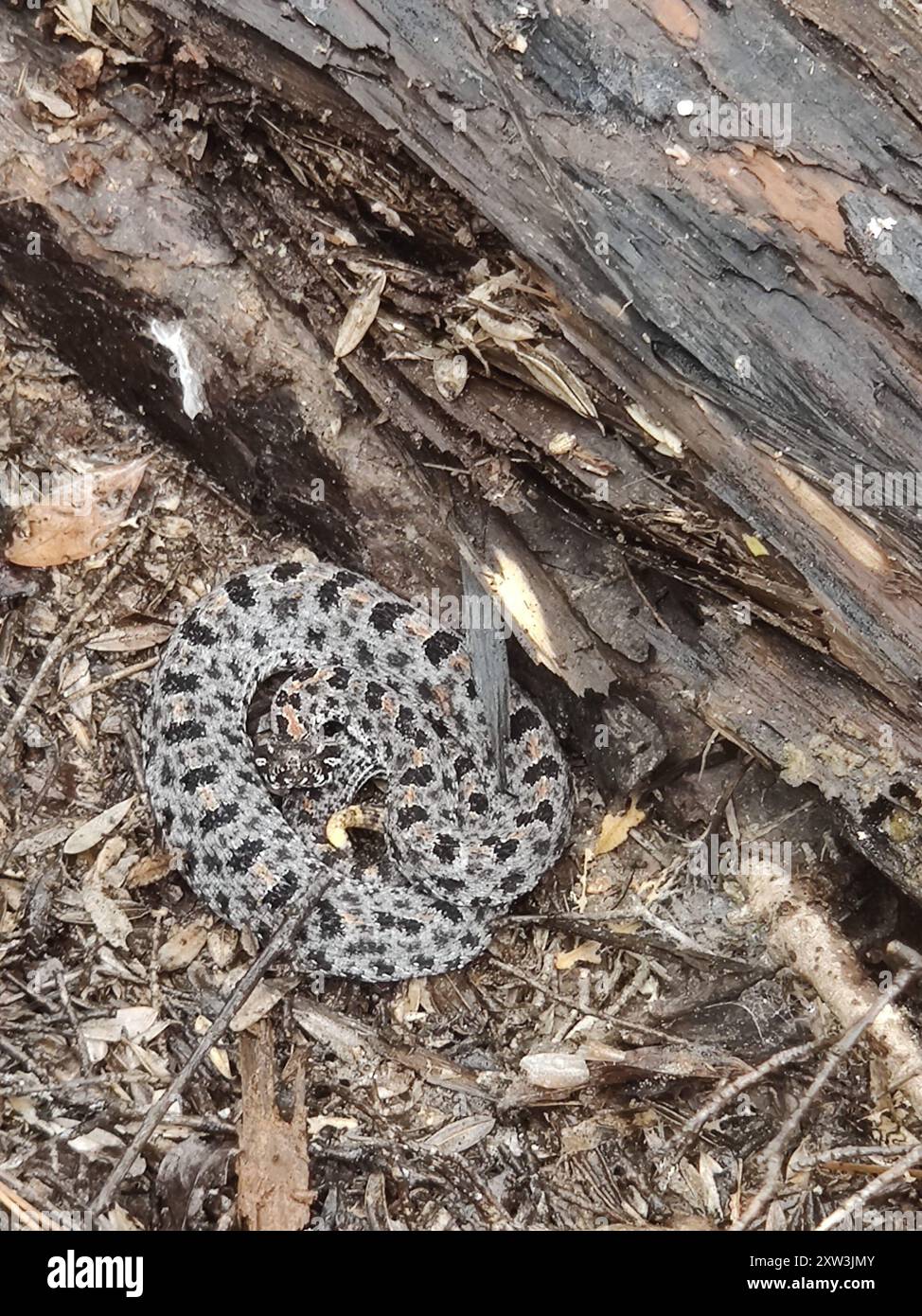Dusky Pygmy Rattlesnake (Sistrurus miliarius barbouri) Reptilia Stock ...