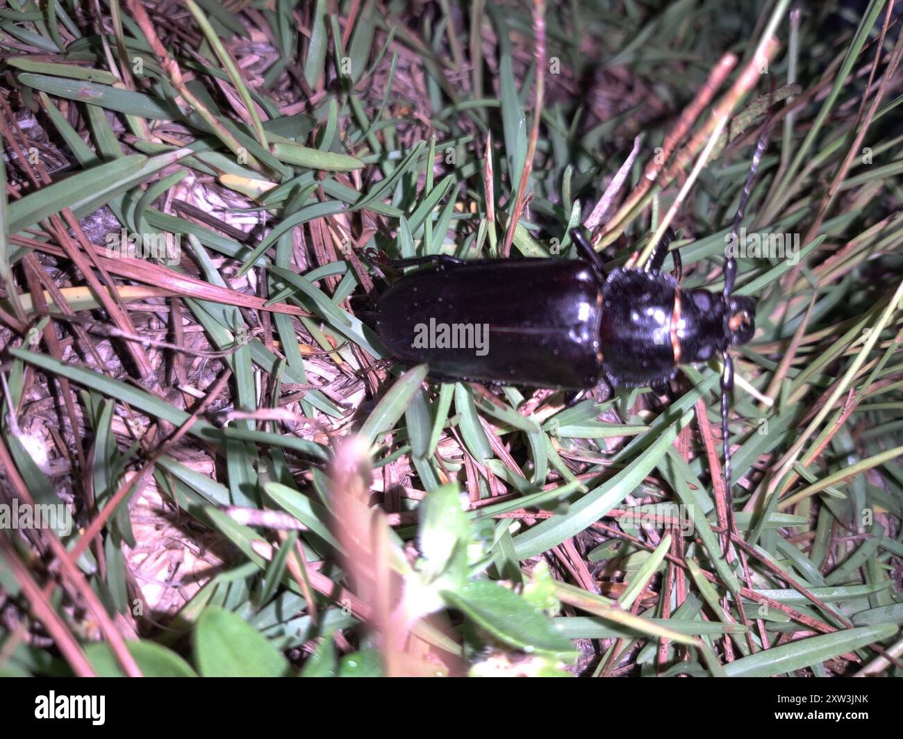 Live-oak Root Borer (Archodontes melanopus) Insecta Stock Photo - Alamy