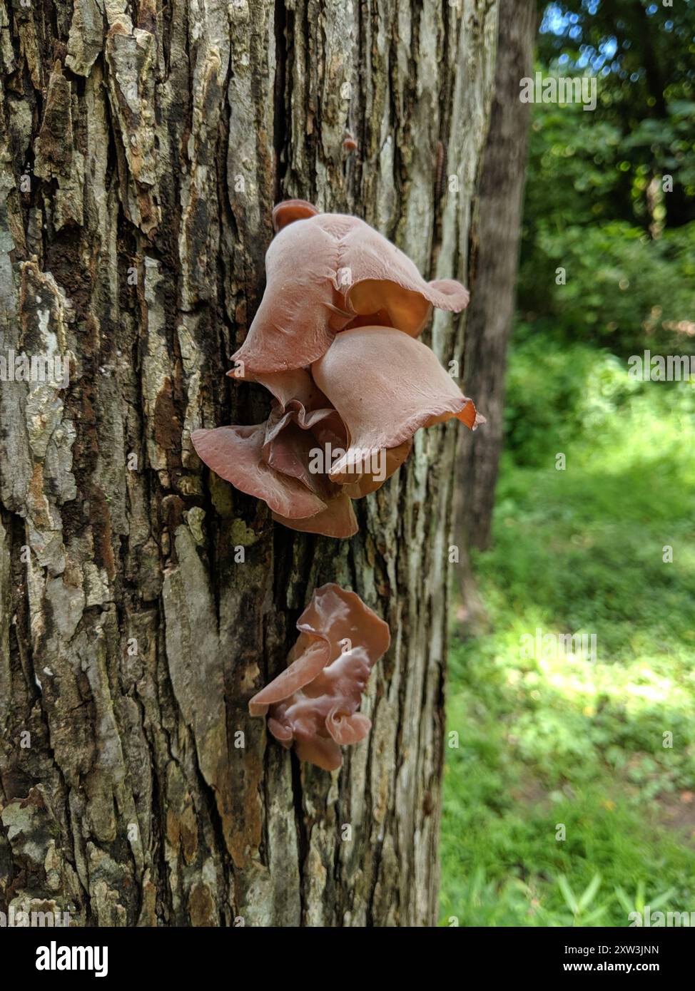 Wood ear fungi (Auricularia) Fungi Stock Photo - Alamy