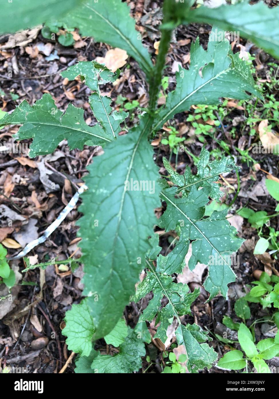 Welted Thistle (Carduus crispus) Plantae Stock Photo - Alamy