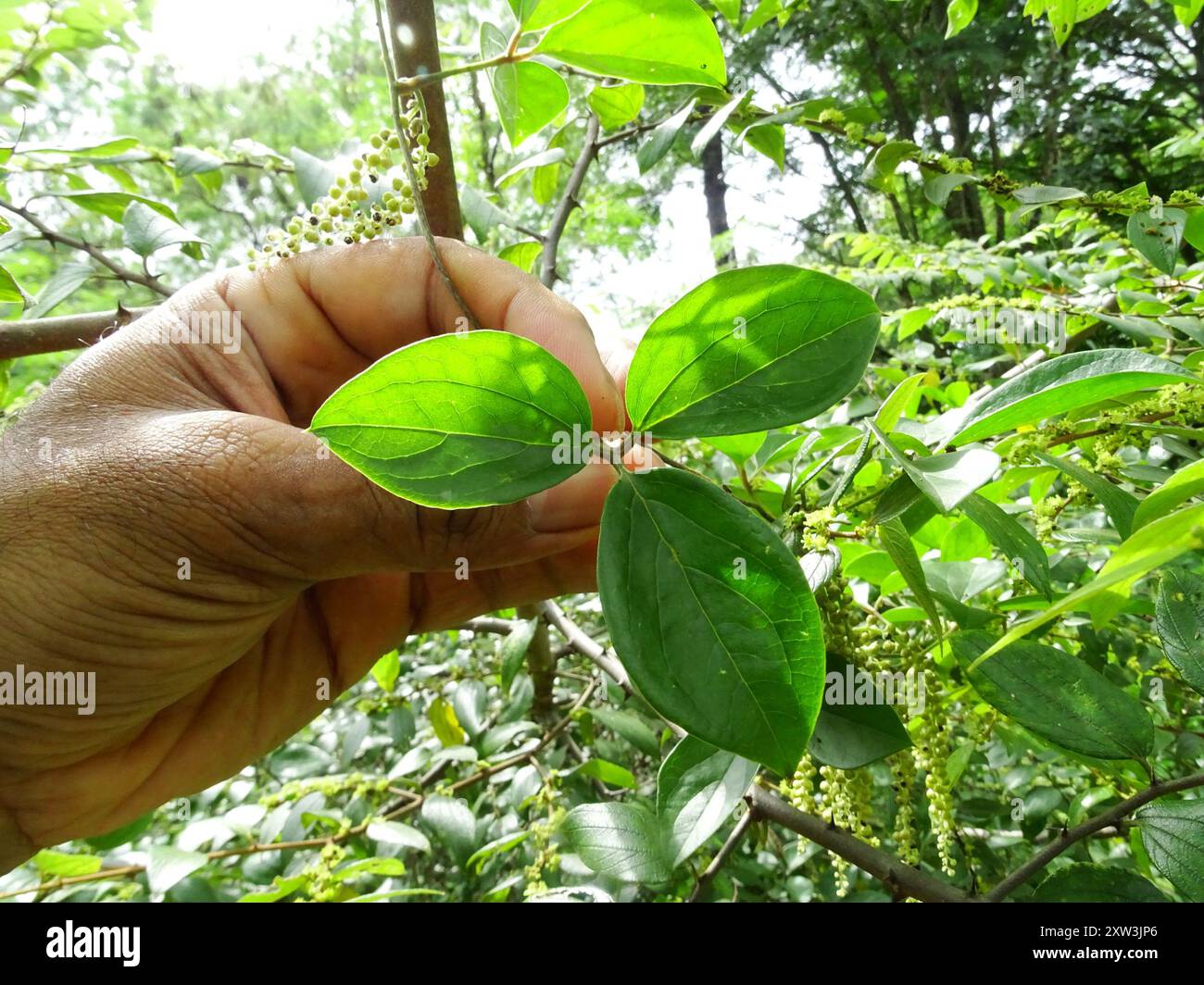 Fiveleaf Yam (Dioscorea pentaphylla) Plantae Stock Photo - Alamy
