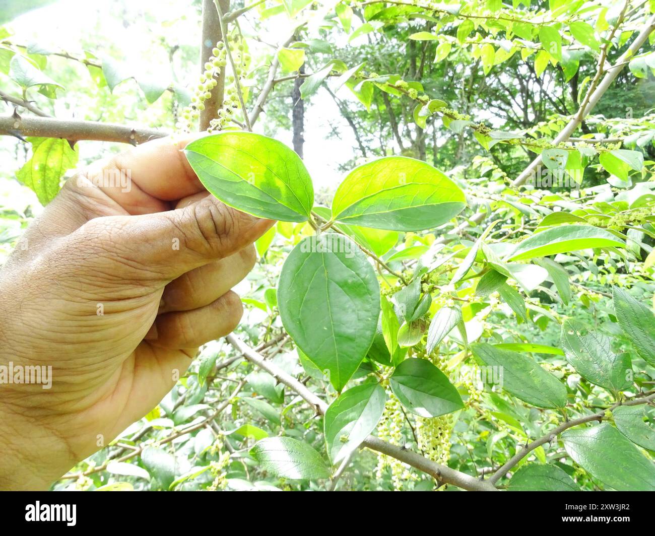 Fiveleaf Yam (Dioscorea pentaphylla) Plantae Stock Photo - Alamy
