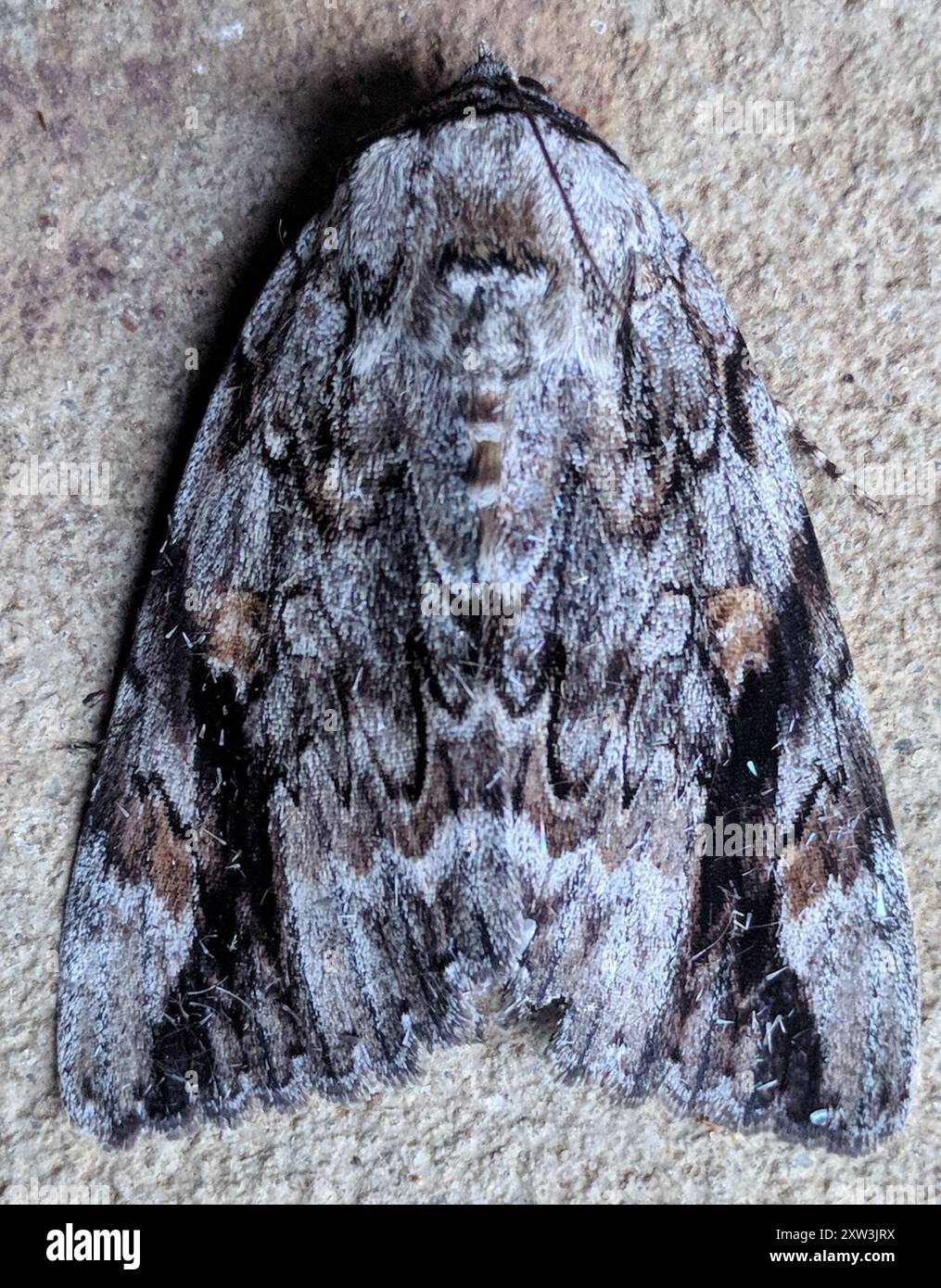 Sad Underwing (Catocala maestosa) Insecta Stock Photo - Alamy