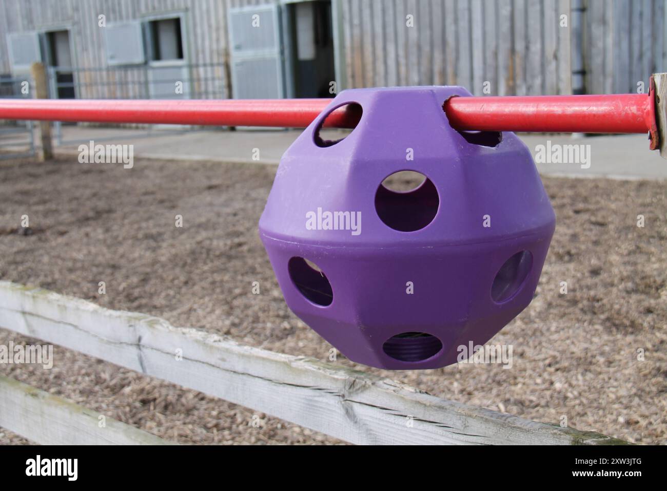 A Plastic Purple Horse Hay or Straw Feeder Ball Stock Photo - Alamy