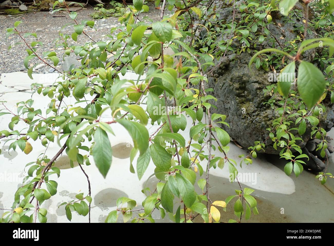 Bitter cherry (Prunus emarginata) Plantae Stock Photo - Alamy