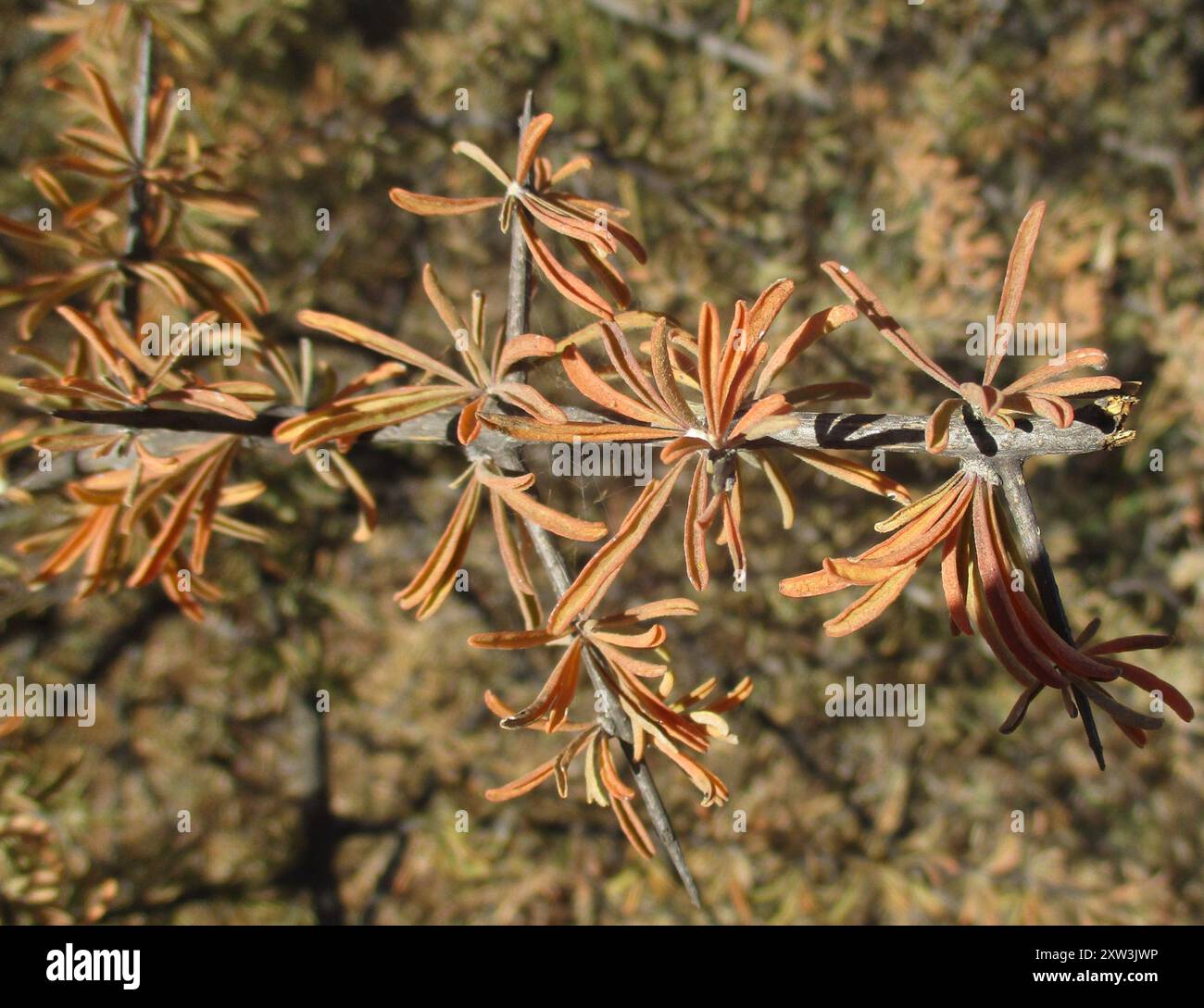 Kalahari Gold (Rhigozum brevispinosum) Plantae Stock Photo - Alamy