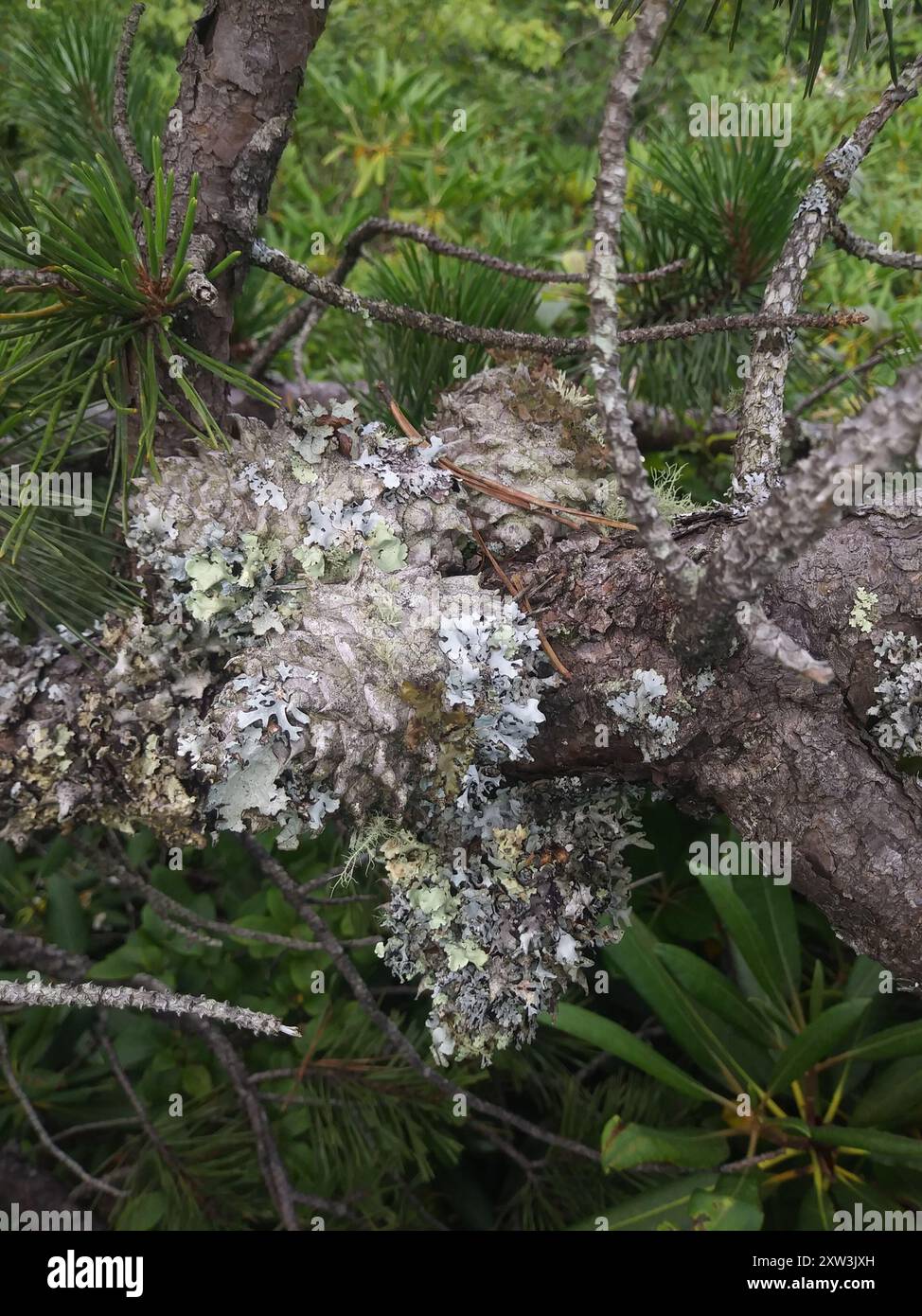 Table Mountain pine (Pinus pungens) Plantae Stock Photo - Alamy