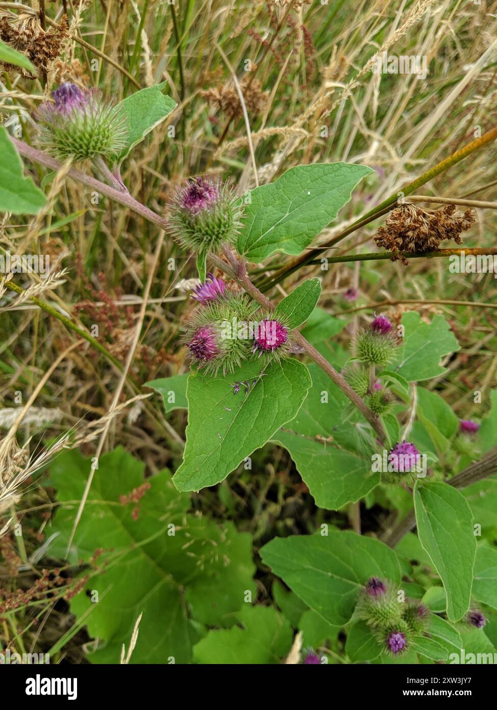 lesser burdock (Arctium minus) Plantae Stock Photo - Alamy