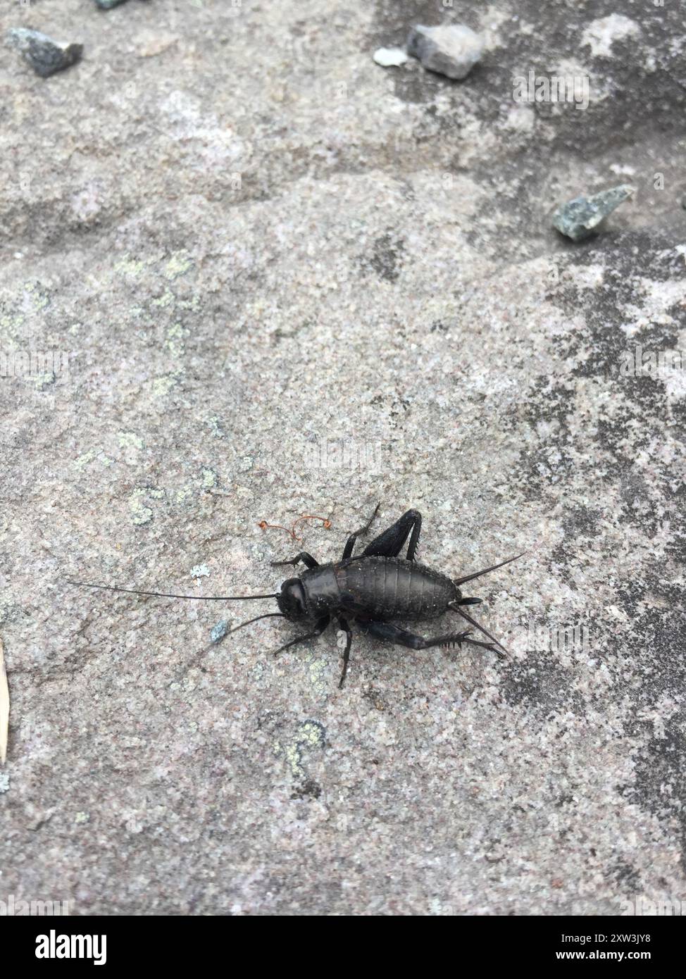 Fall Field Cricket (Gryllus pennsylvanicus) Insecta Stock Photo - Alamy