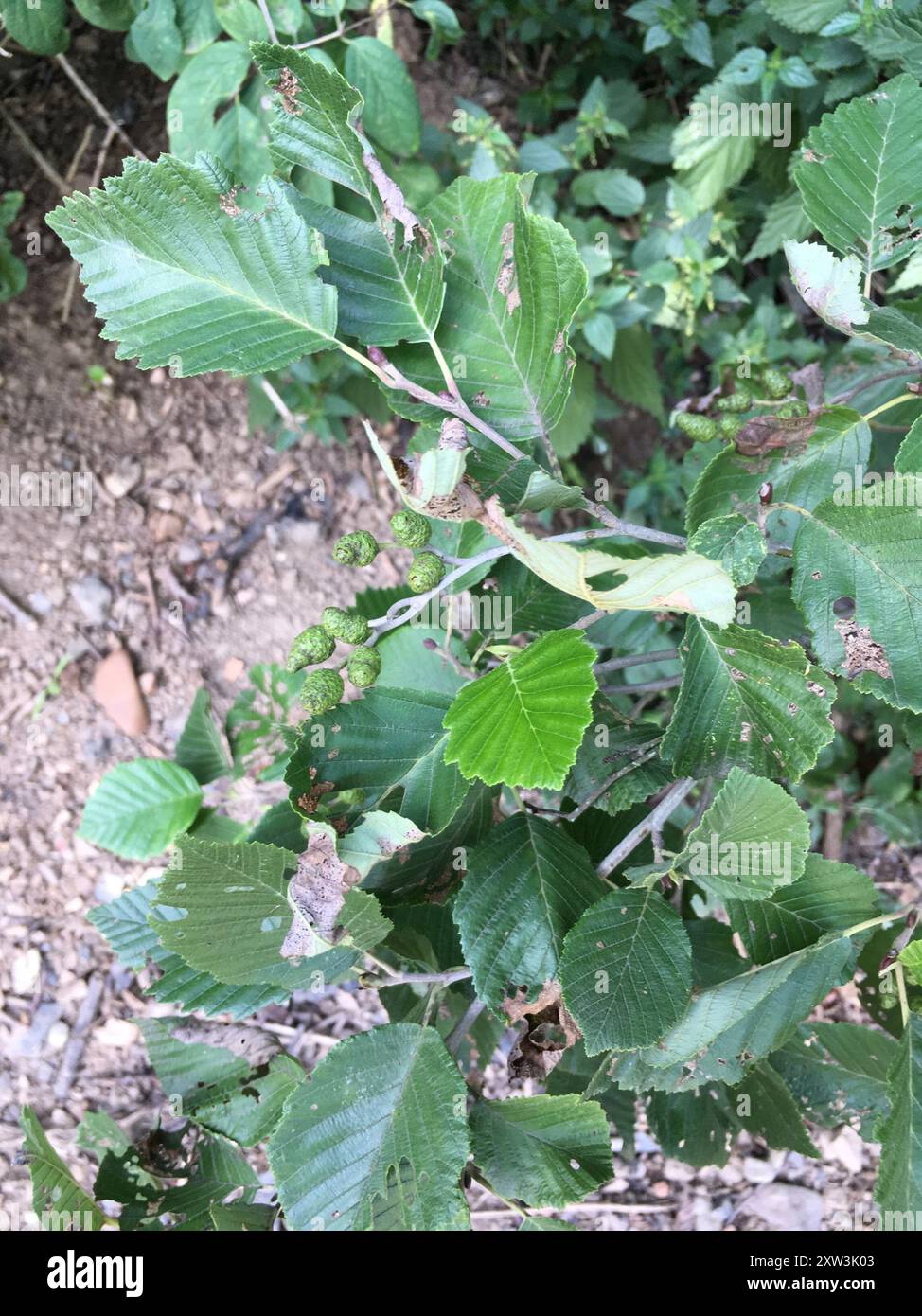 grey alder (Alnus incana) Plantae Stock Photo - Alamy
