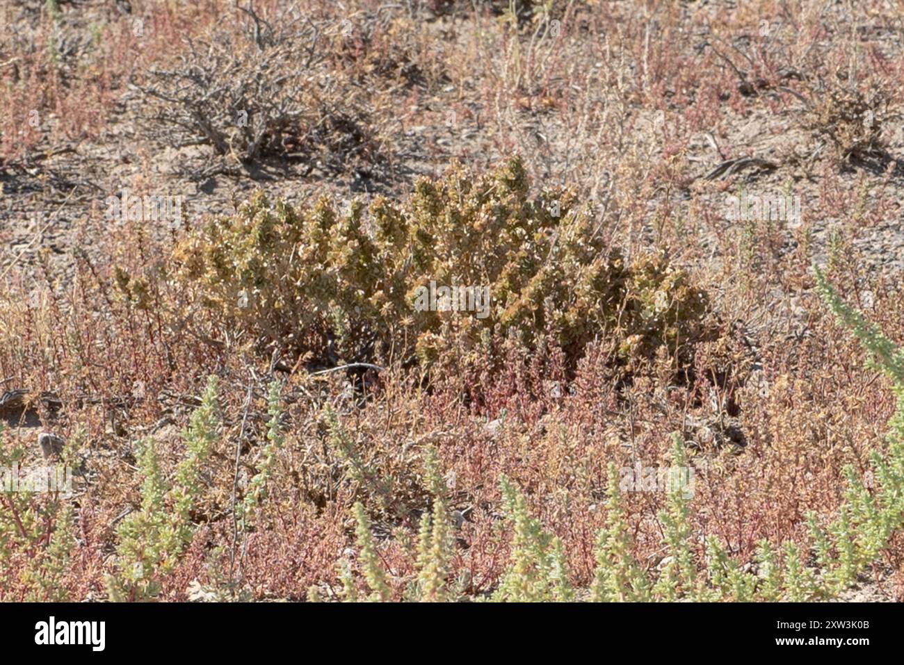 Shadscale Saltbush (Atriplex confertifolia) Plantae Stock Photo - Alamy